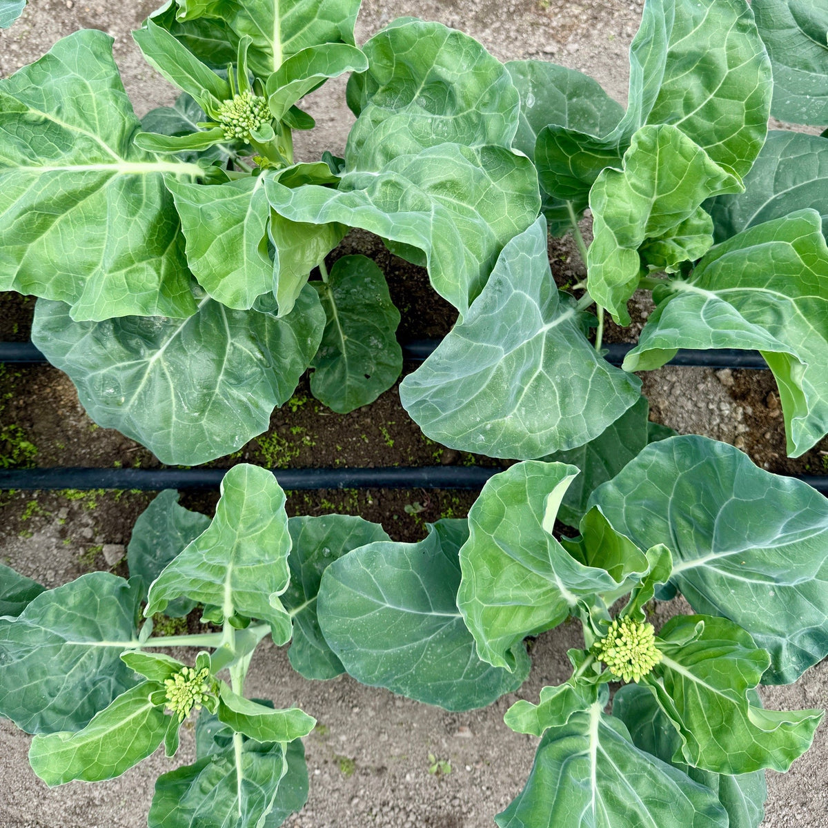Chinese Kale - White Flowered Mid Early – cloverseedretail