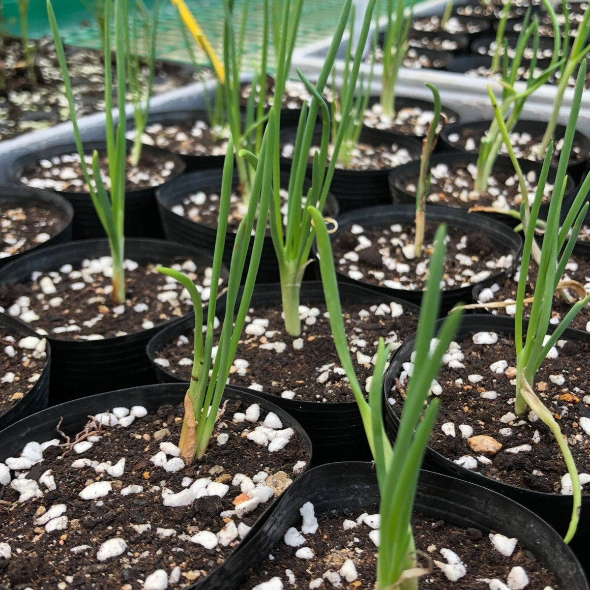 Landrace Spring Onion & Garlic Seedlings (Pickup Only) – cloverseedretail
