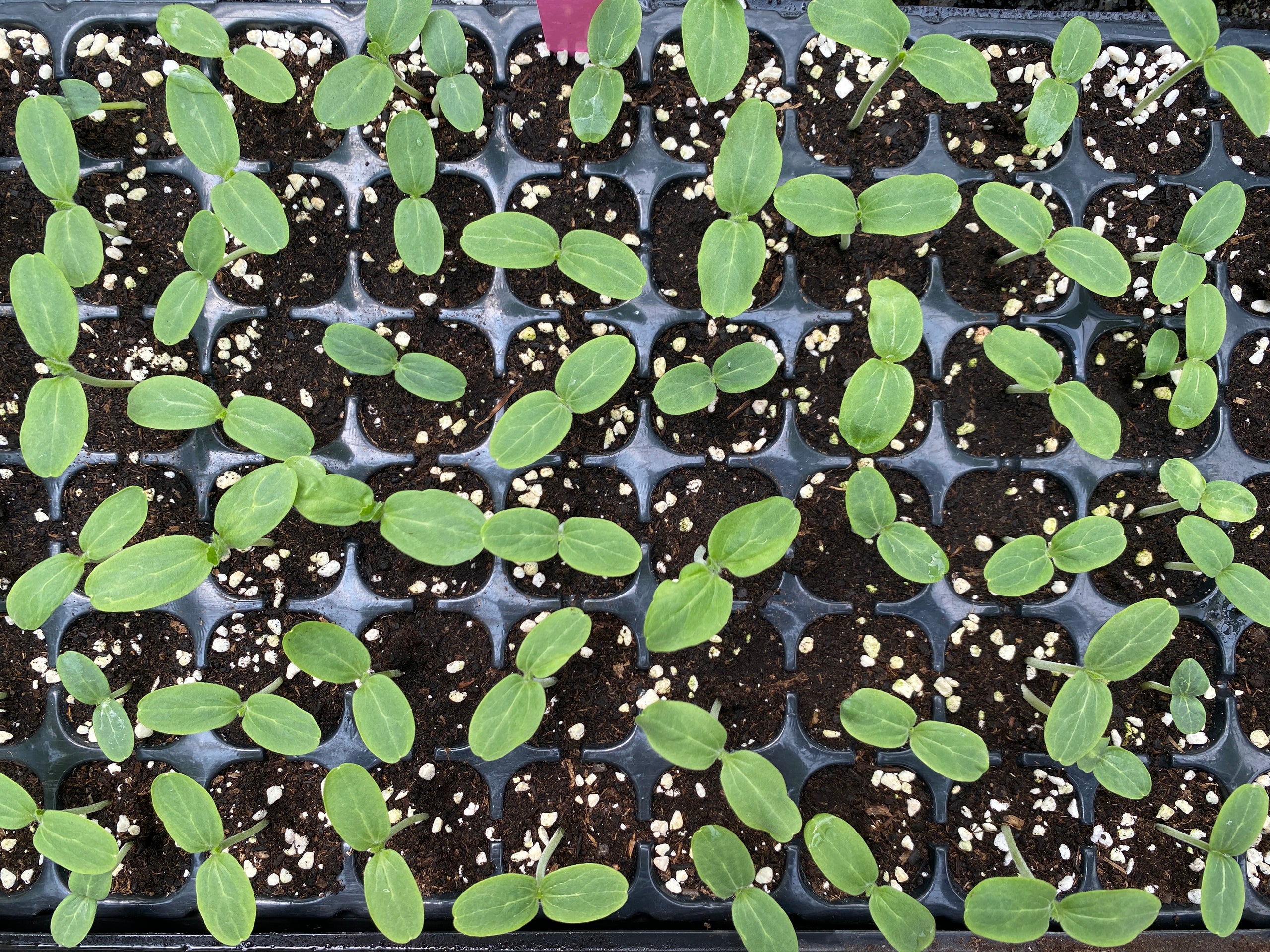 Hong Kong Clover Seed Online Store – cloverseedretail