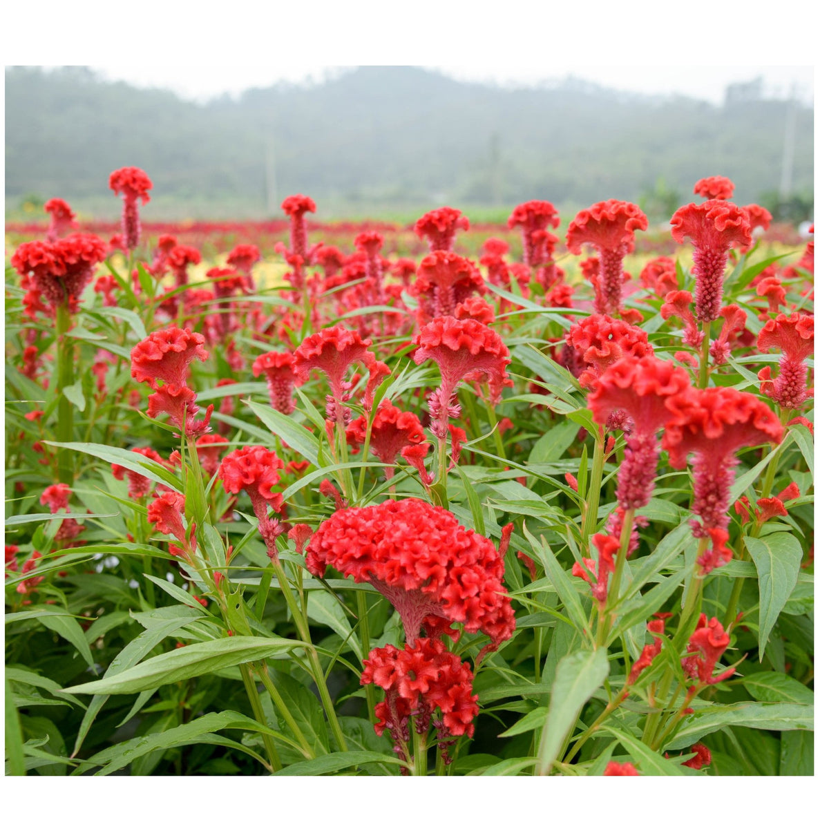 Celosia cristata - Flame – cloverseedretail
