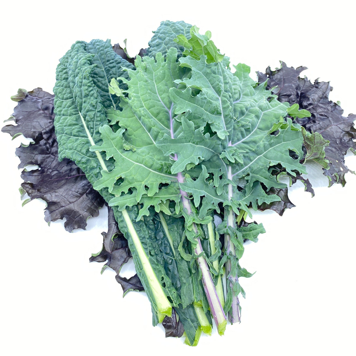 羽衣甘藍 Kalebration kale mix – cloverseedretail